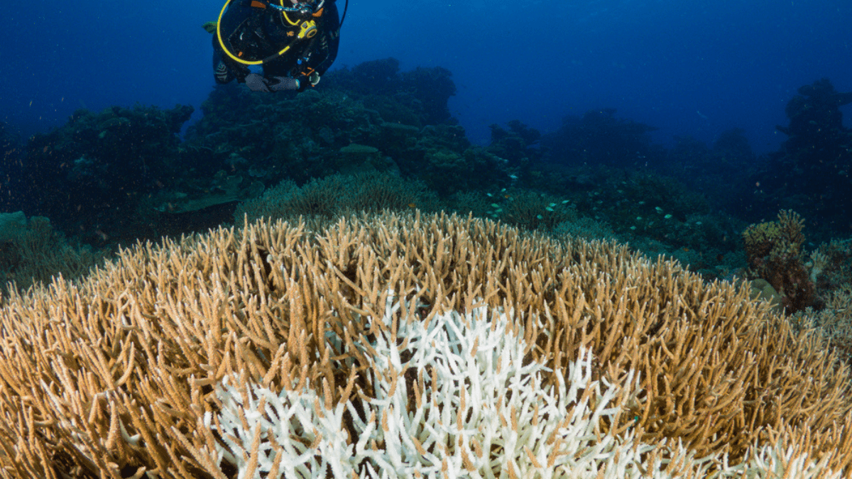 Sbiancamento dei coralli: una catastrofe preannunciata